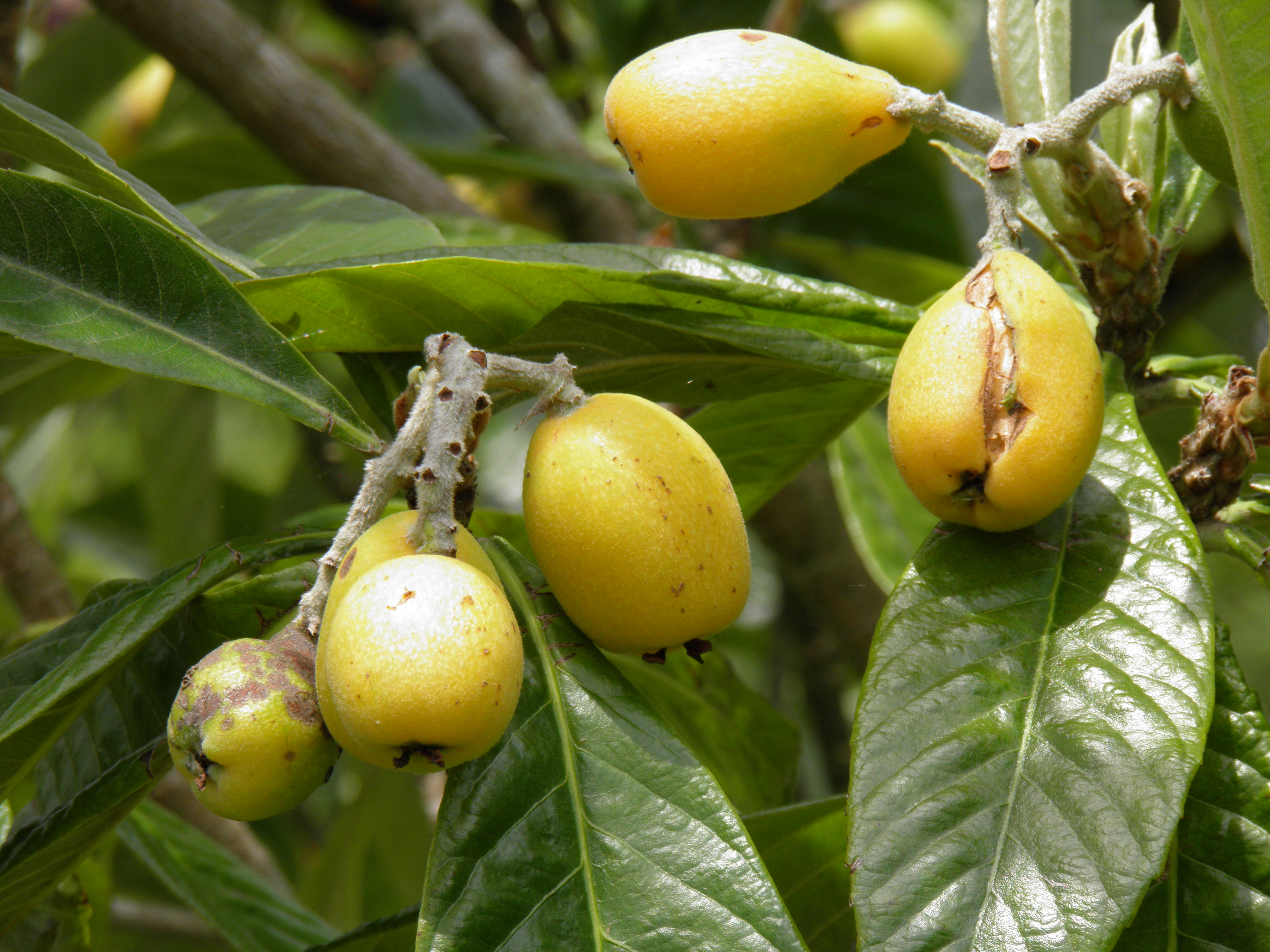 néflier fruit – Haitz Ondo | Le blog